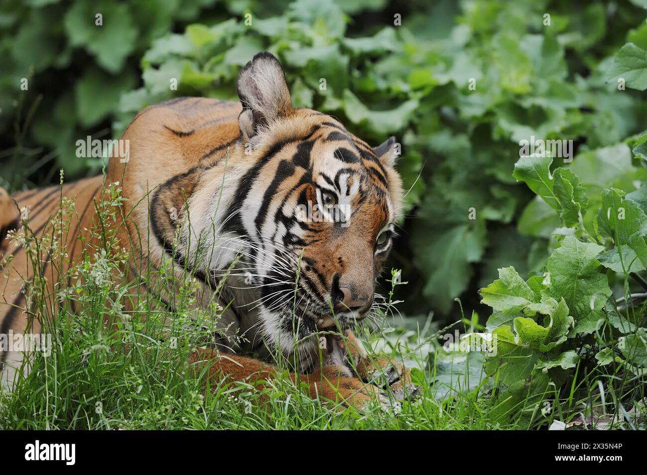 Sumatran tiger (Panthera tigris sumatrae), feeding, captive, occurring ...