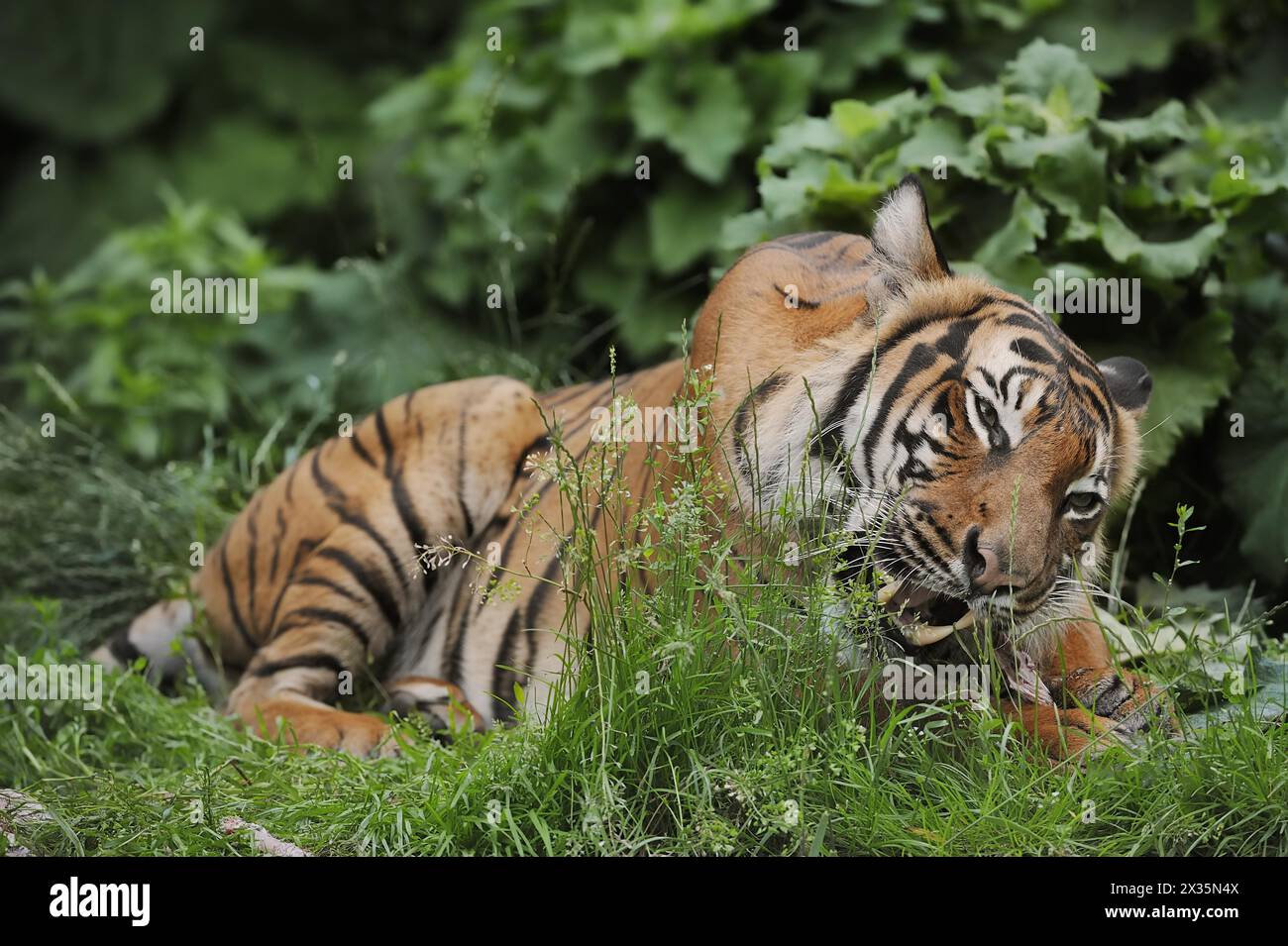 Sumatran tiger (Panthera tigris sumatrae), feeding, captive, occurring ...