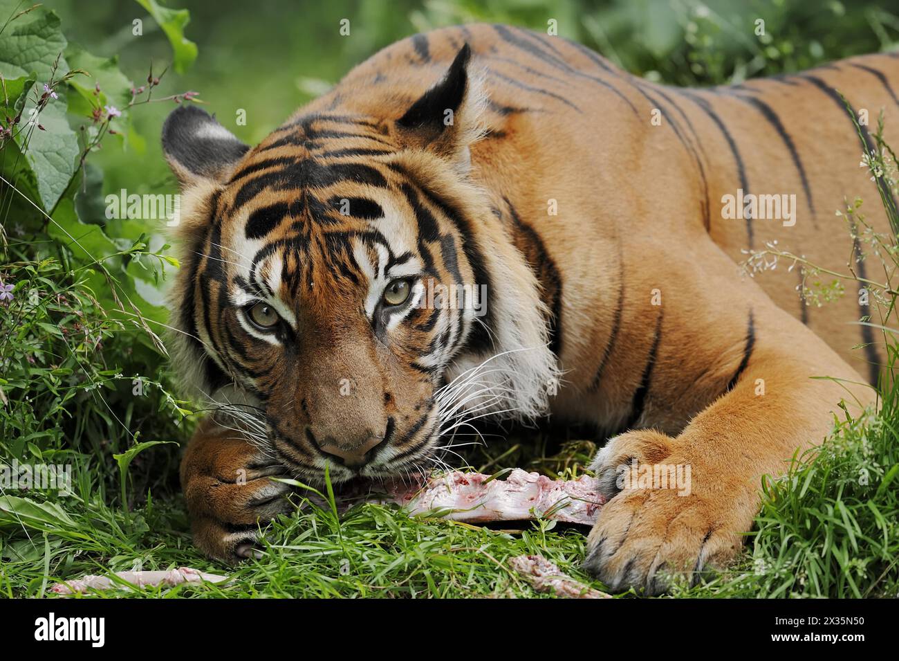 Sumatran tiger (Panthera tigris sumatrae), feeding, captive, occurring ...