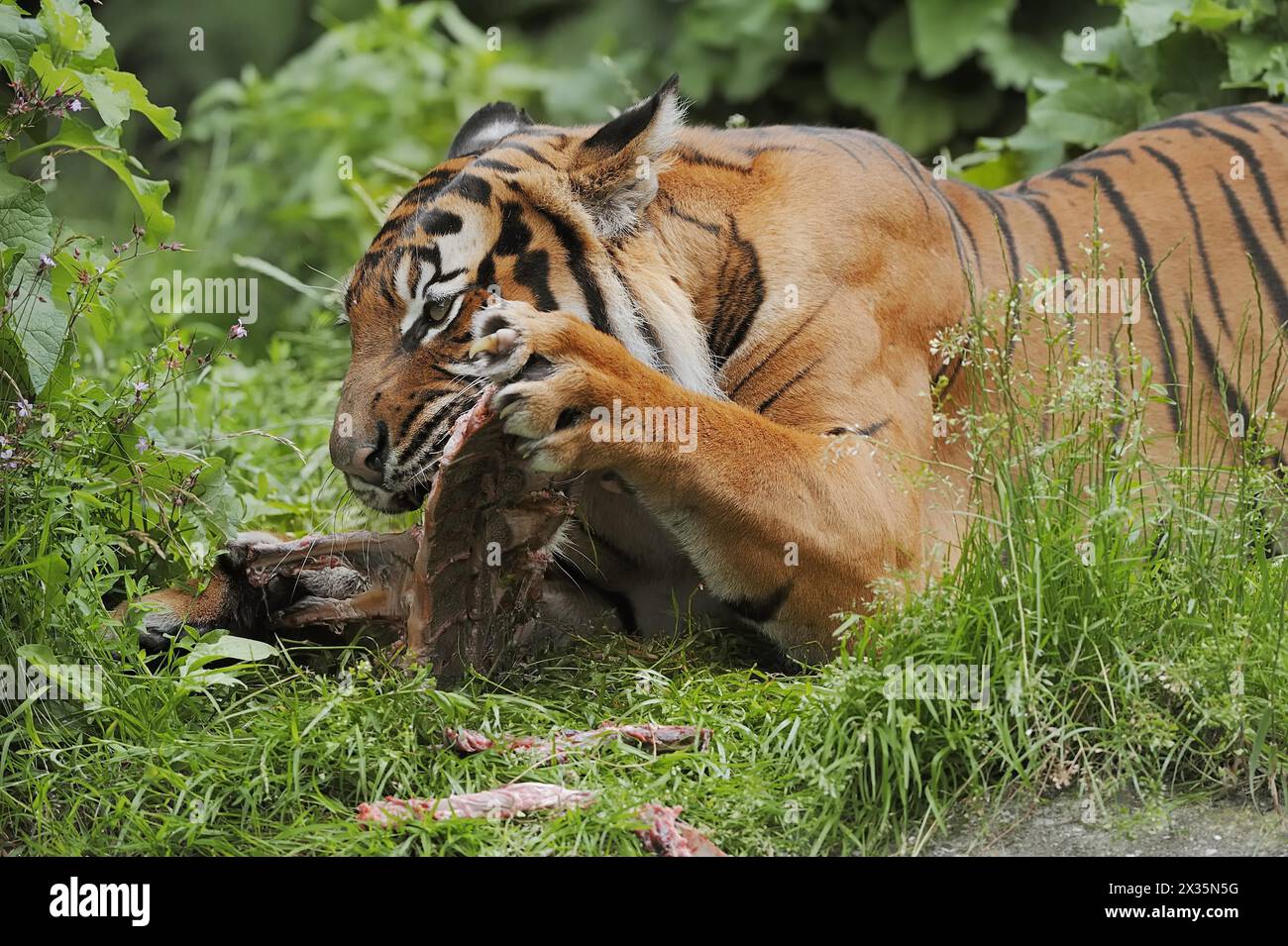 Sumatran tiger (Panthera tigris sumatrae), feeding, captive, occurring ...