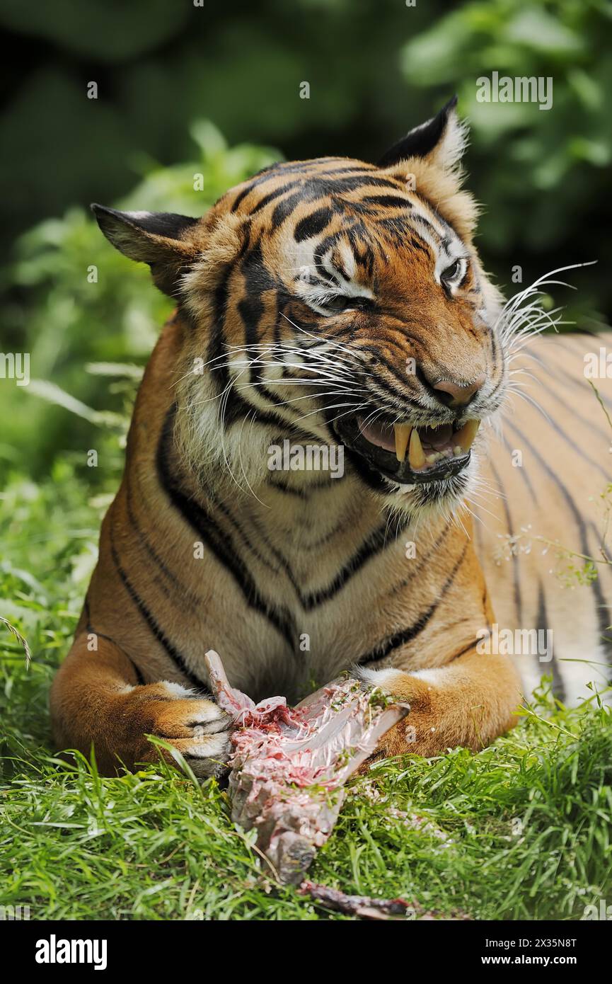 Sumatran tiger (Panthera tigris sumatrae), feeding, captive, occurring ...