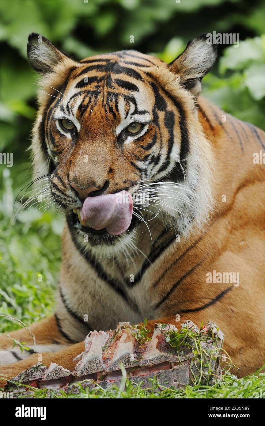 Sumatran tiger (Panthera tigris sumatrae), feeding, captive, occurring ...