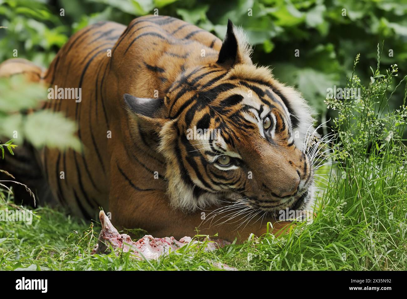 Sumatran tiger (Panthera tigris sumatrae), feeding, captive, occurring ...