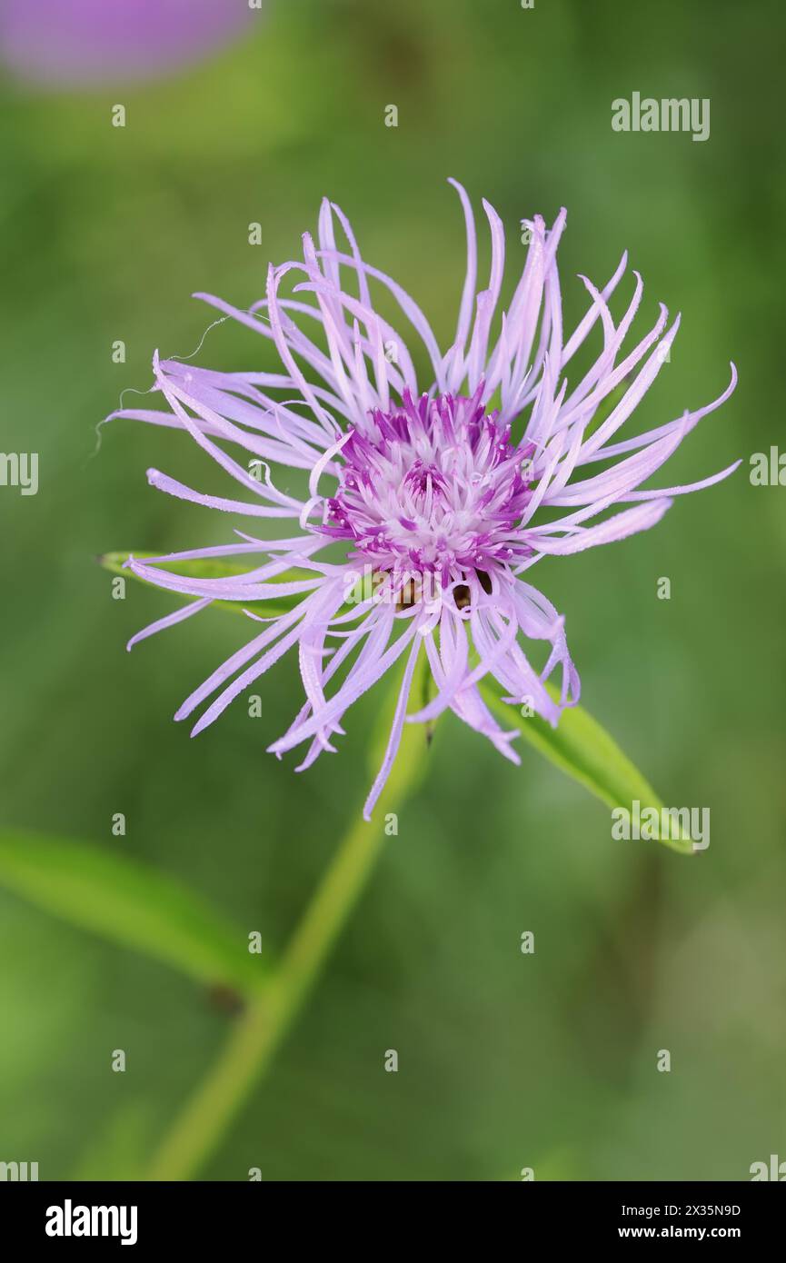 Meadow knapweed or brown knapweed (Centaurea jacea), flower, North ...