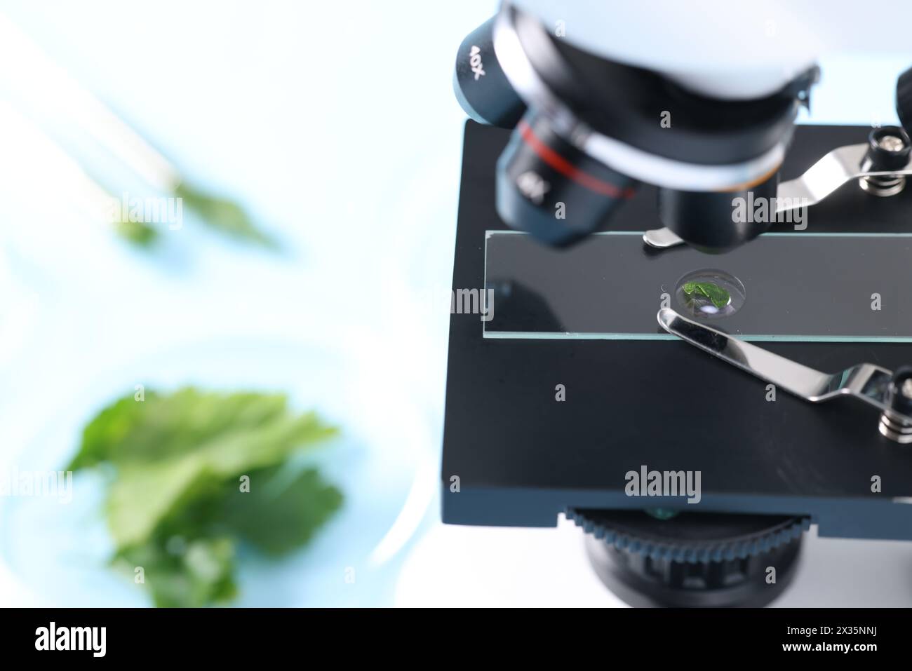 Food quality control. Glass slide with parsley under microscope on ...