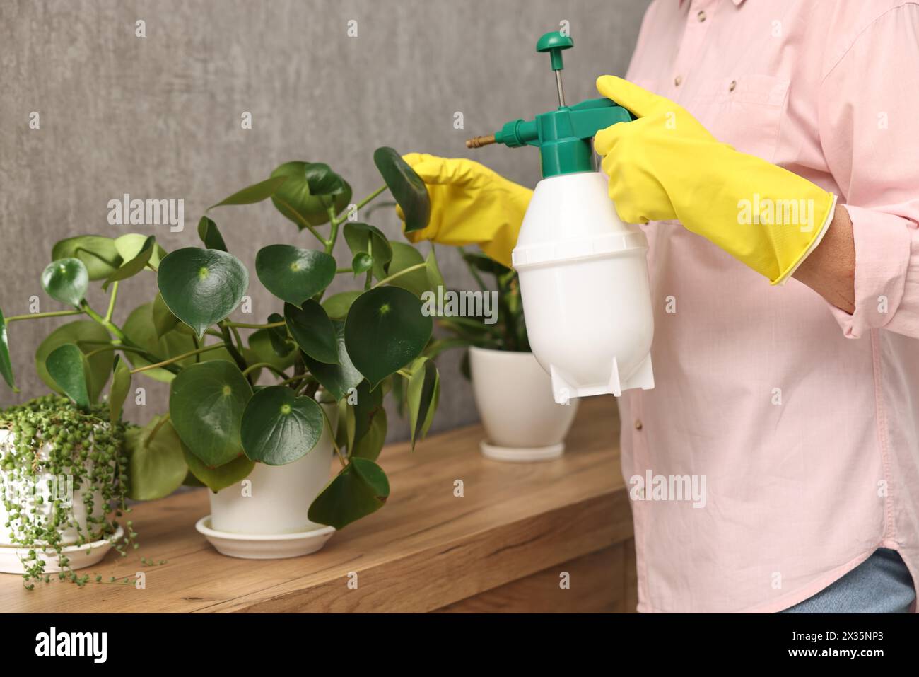 Misting houseplant hi-res stock photography and images - Alamy