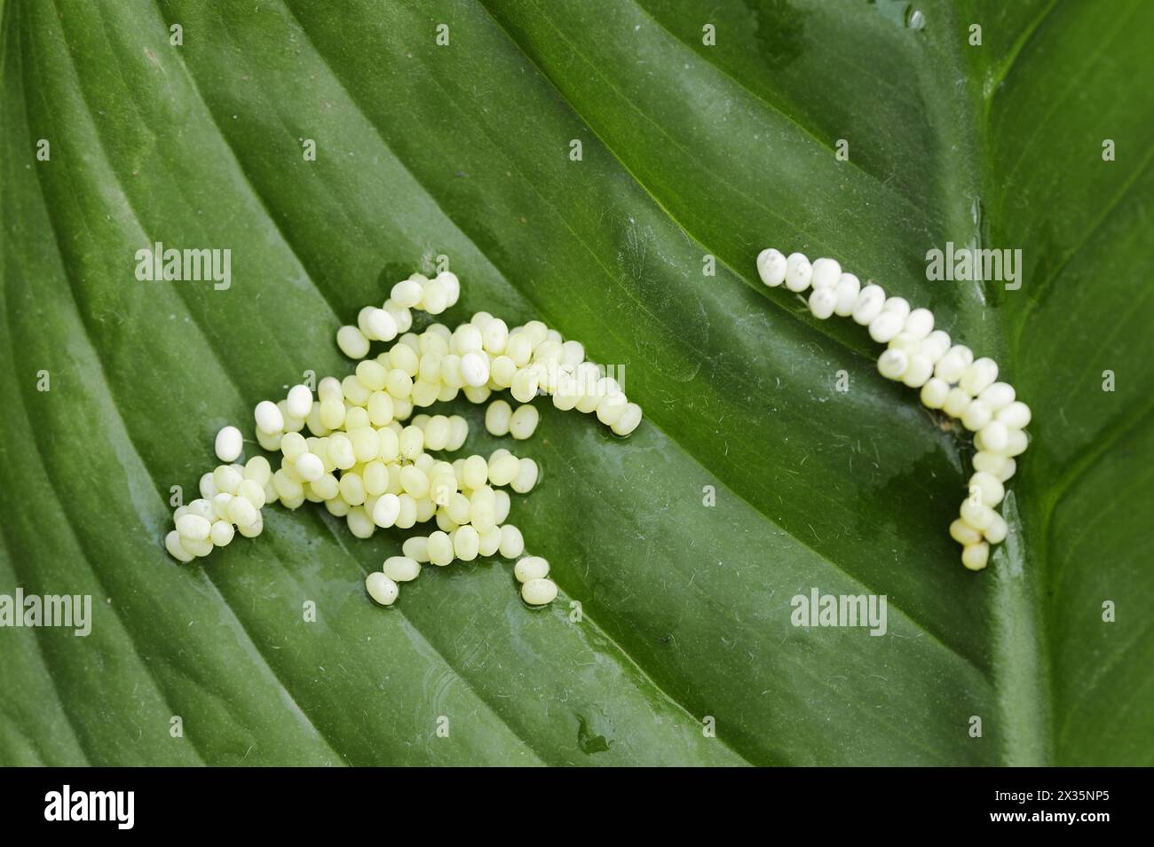 Ailanthus silkmoth (Samia cynthia), eggs on a leaf, occurring in Asia ...