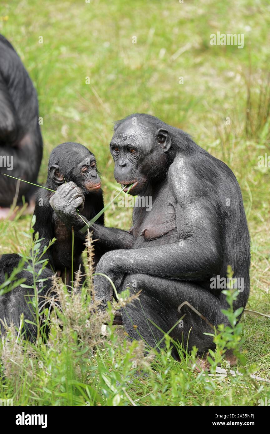 Bonobo or bonobo (Pan paniscus), female with young, captive, occurring ...