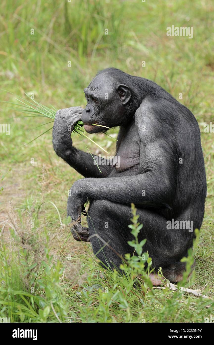 Bonobo or bonobo (Pan paniscus), female, captive, occurring in the ...