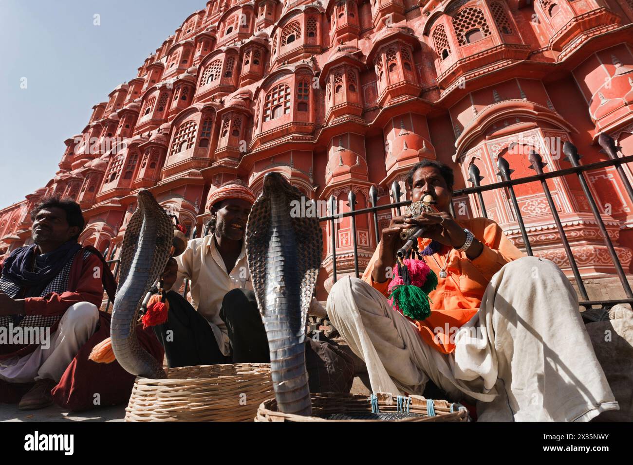 India. Rajasthan, Jaipur, snake charmers make two king cobras (Ophiophagus hannah) dance in ...