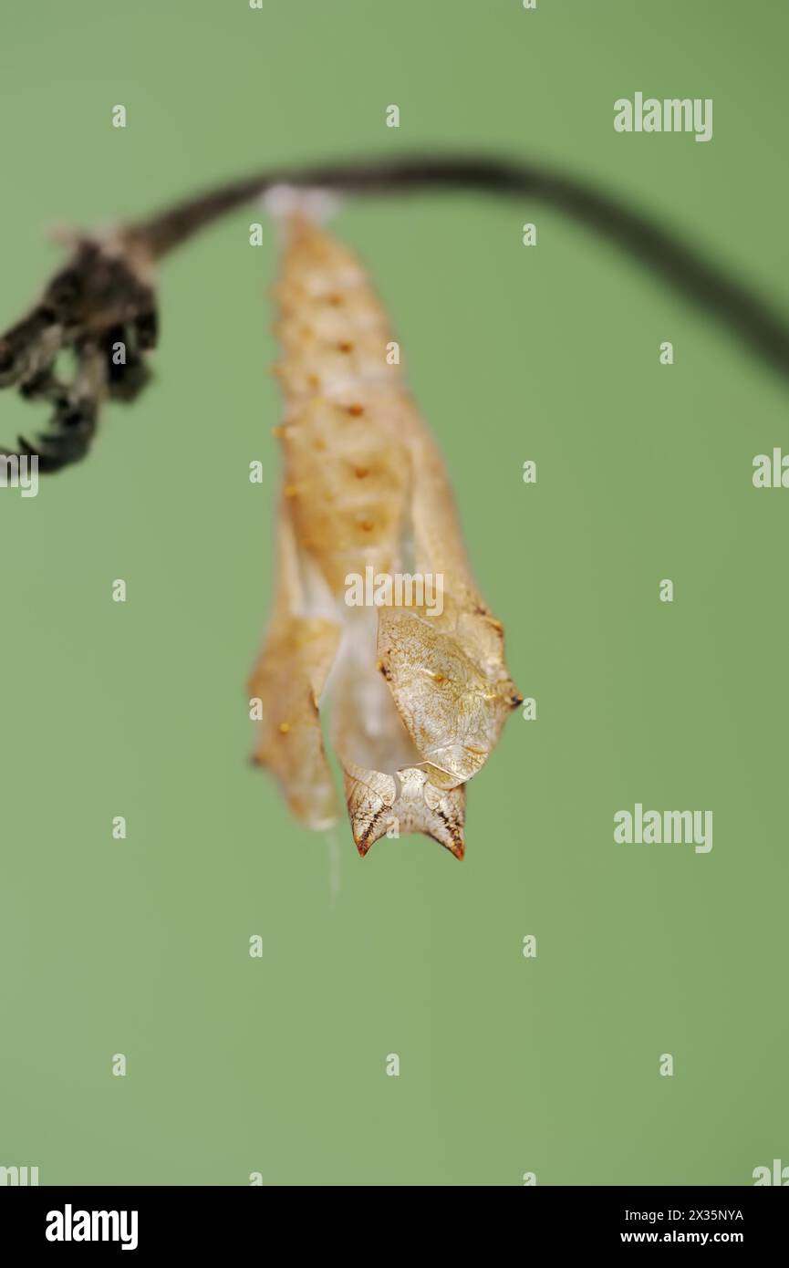 Small tortoiseshell (Nymphalis urticae, Aglais urticae) empty pupa after hatching, North Rhine ...