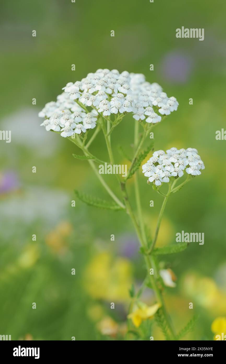 Common yarrow or common yarrow (Achillea millefolium), North Rhine ...