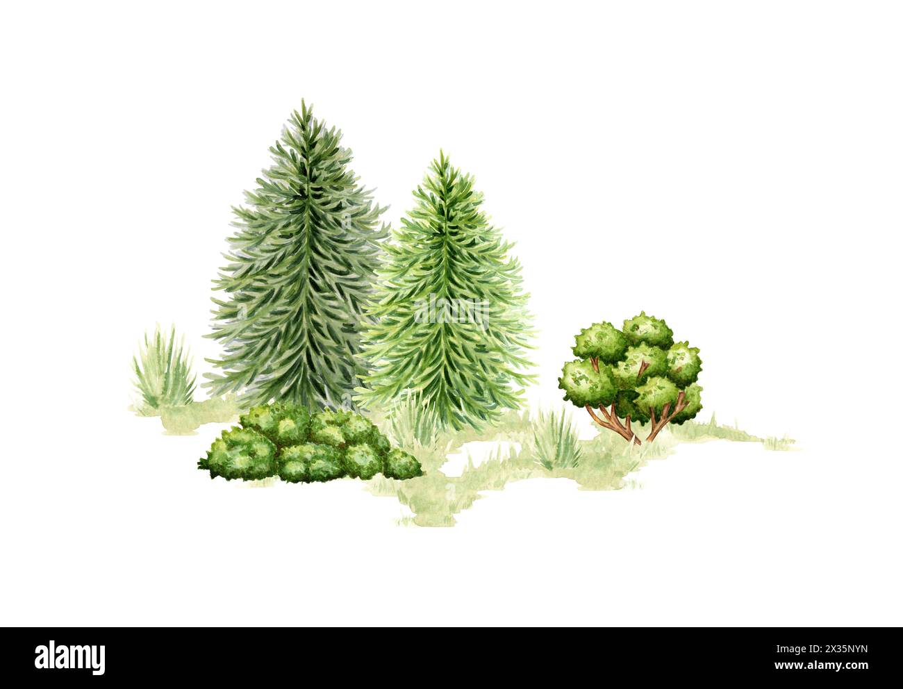 Watercolor illustration of a natural landscape element. Forest wildlife ...