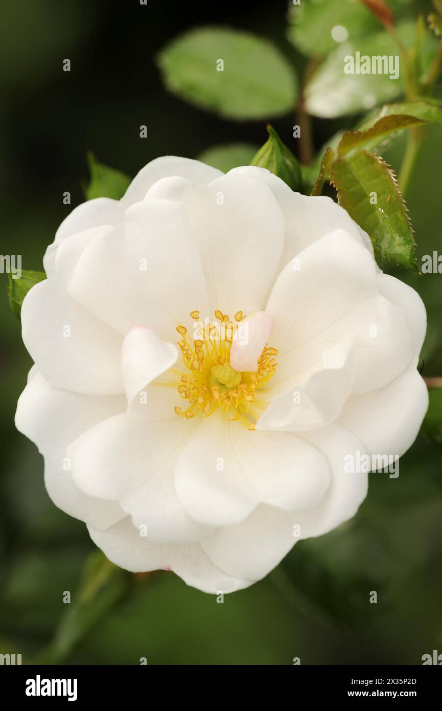 Garden rose or rose (Rosa hybrida), flower, ornamental plant, North ...