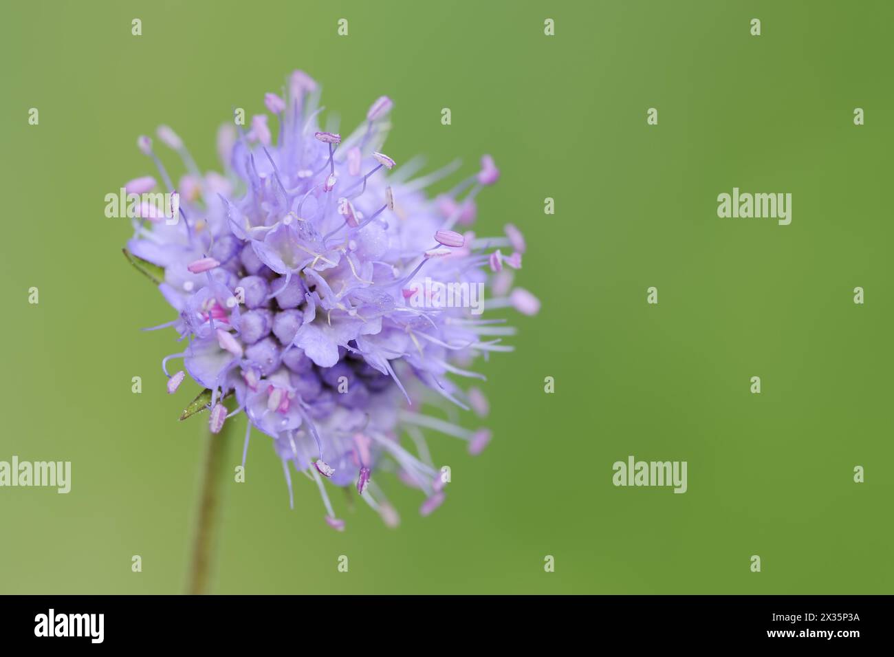 Common devil's-bit scabious (Succisa pratensis, Scabiosa succisa ...
