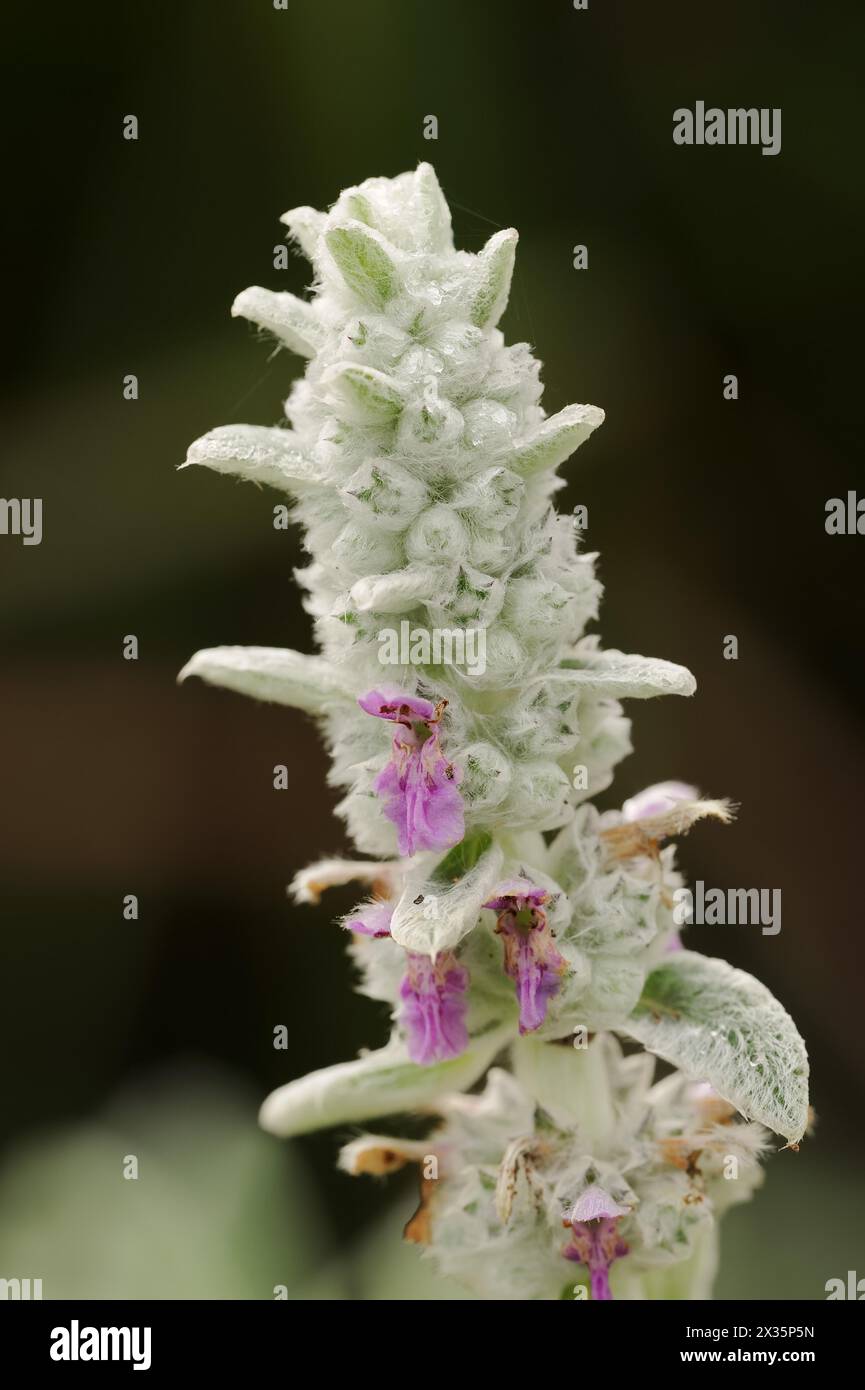 Byzantine woolly cistus or woolly cistus (Stachys byzantina ...