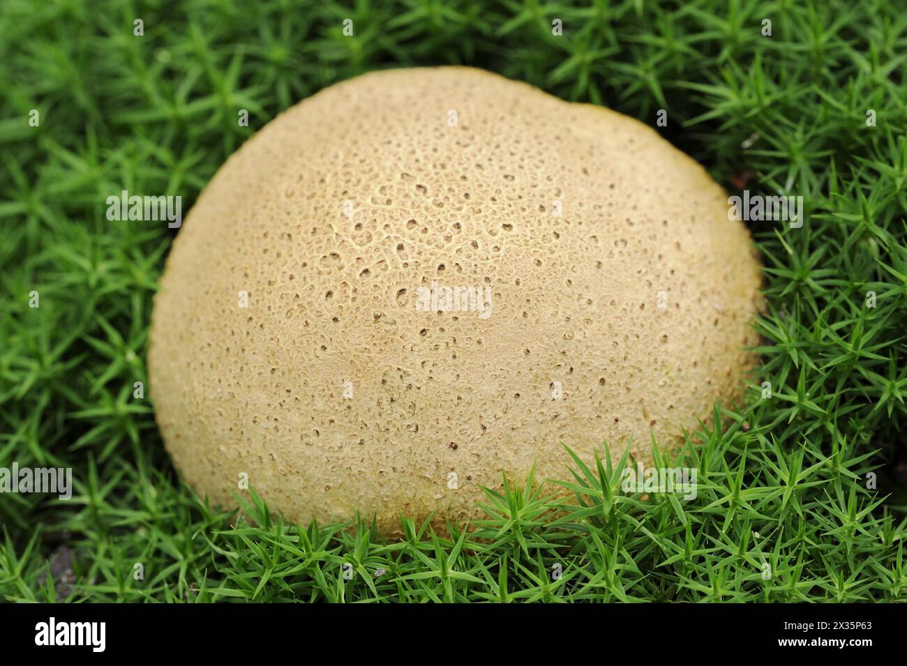 Common earthball (Scleroderma citrinum), De Hoge Veluwe National Park ...