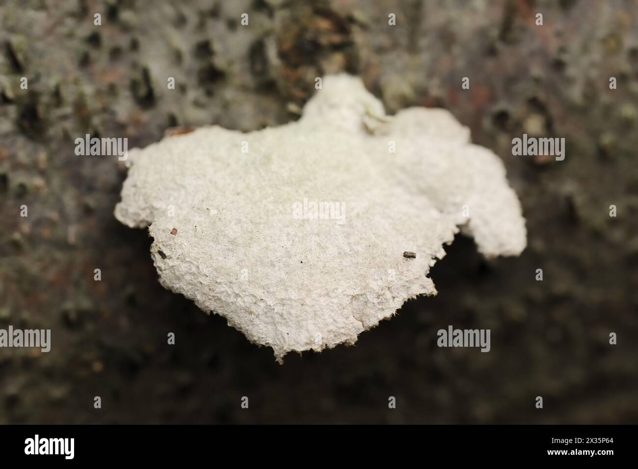 Split gill (Schizophyllum commune), Gelderland, Netherlands Stock Photo ...