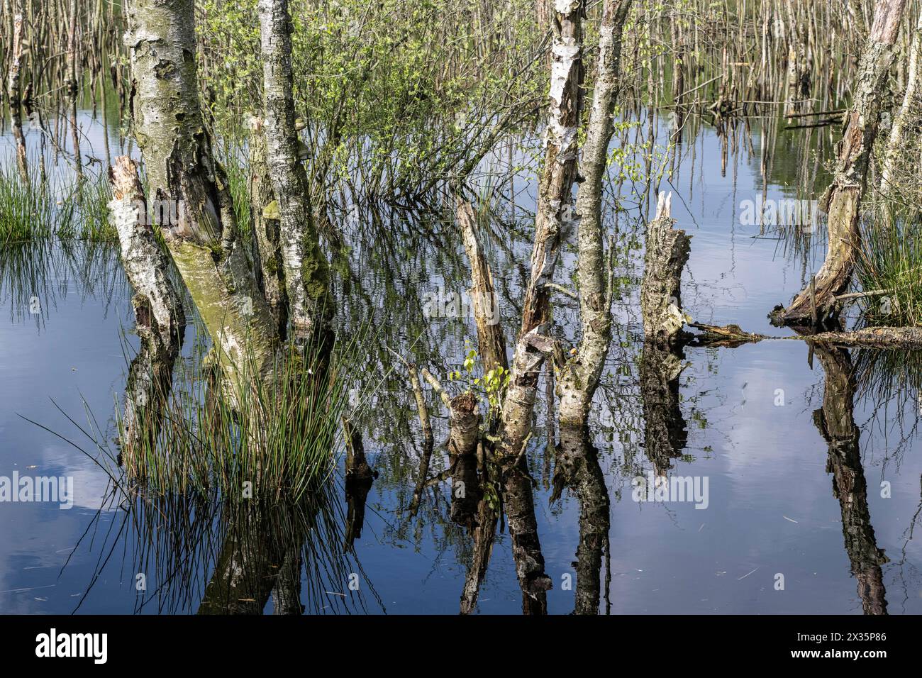 Moorland, rewetting, dead birch trees (Betula pendula), Emsland, Lower ...