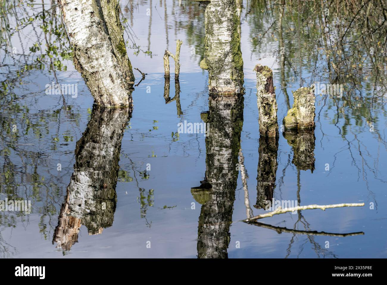 Moorland, rewetting, dead birch trees (Betula pendula), Emsland, Lower ...