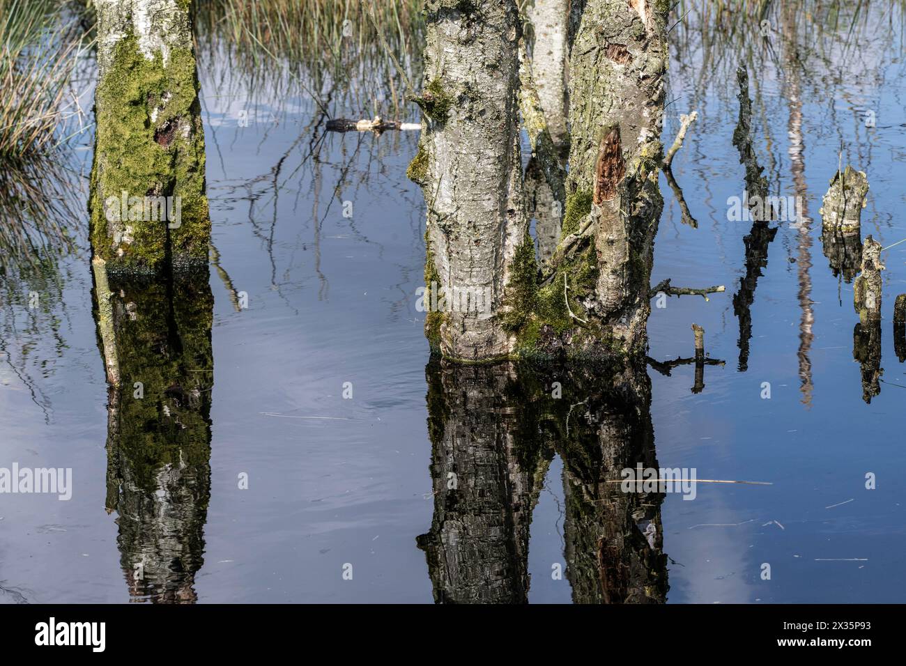 Moorland, rewetting, dead birch trees (Betula pendula), Emsland, Lower ...
