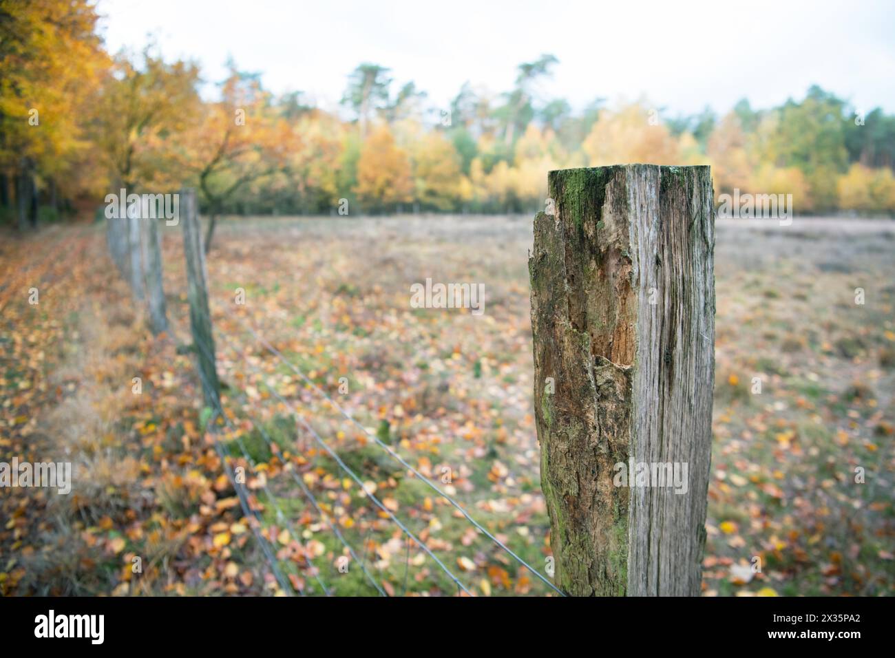 Deadwood fence post, habitat for insects, practical nature conservation ...
