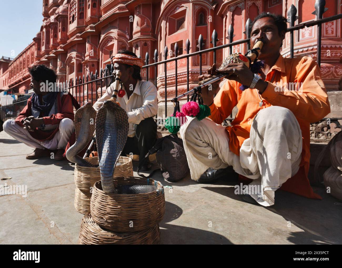 India. Rajasthan, Jaipur, snake charmers make two king cobras (Ophiophagus hannah) dance in ...