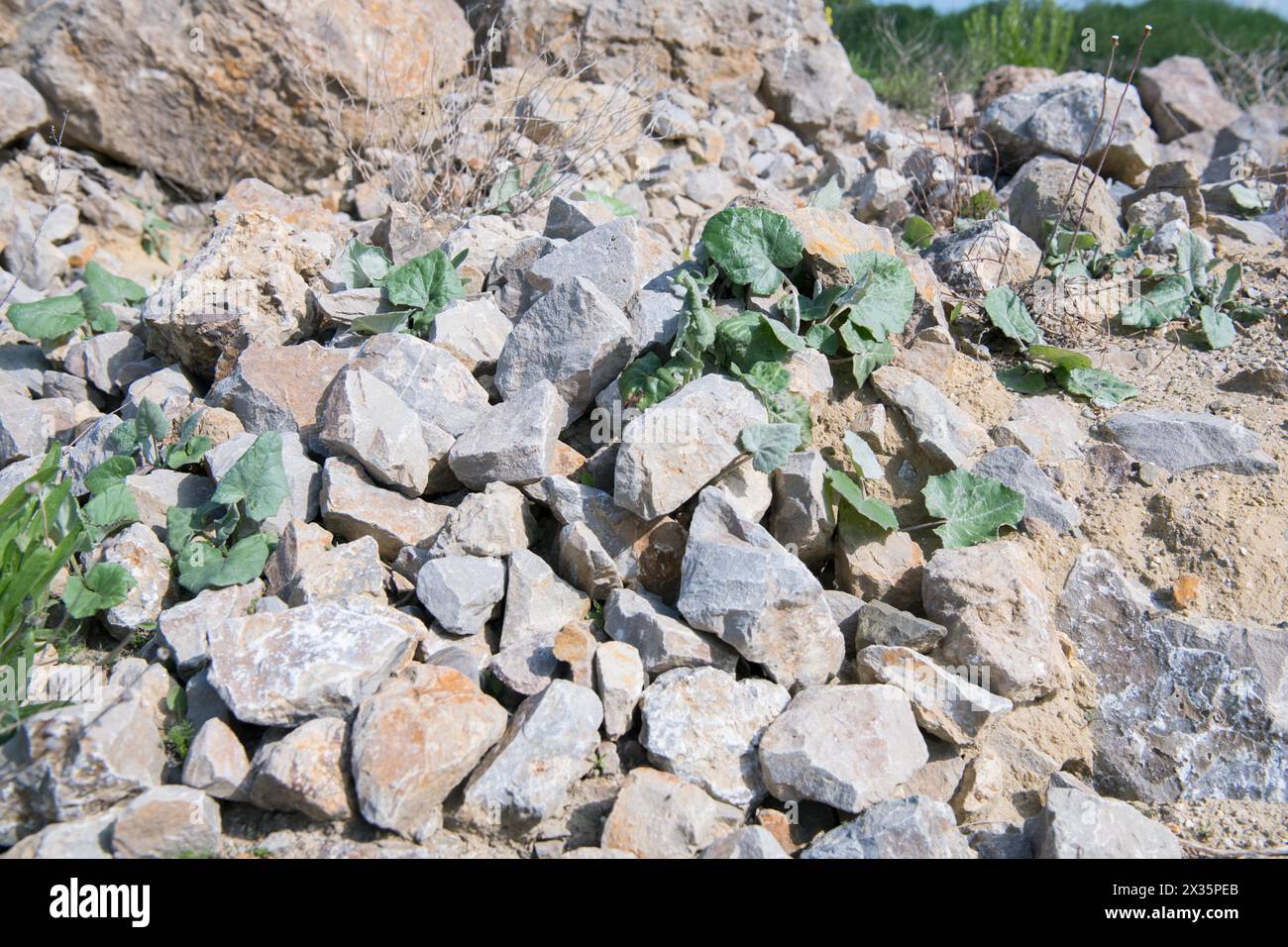 Project for nature conservation, created rock piles as habitat for ...