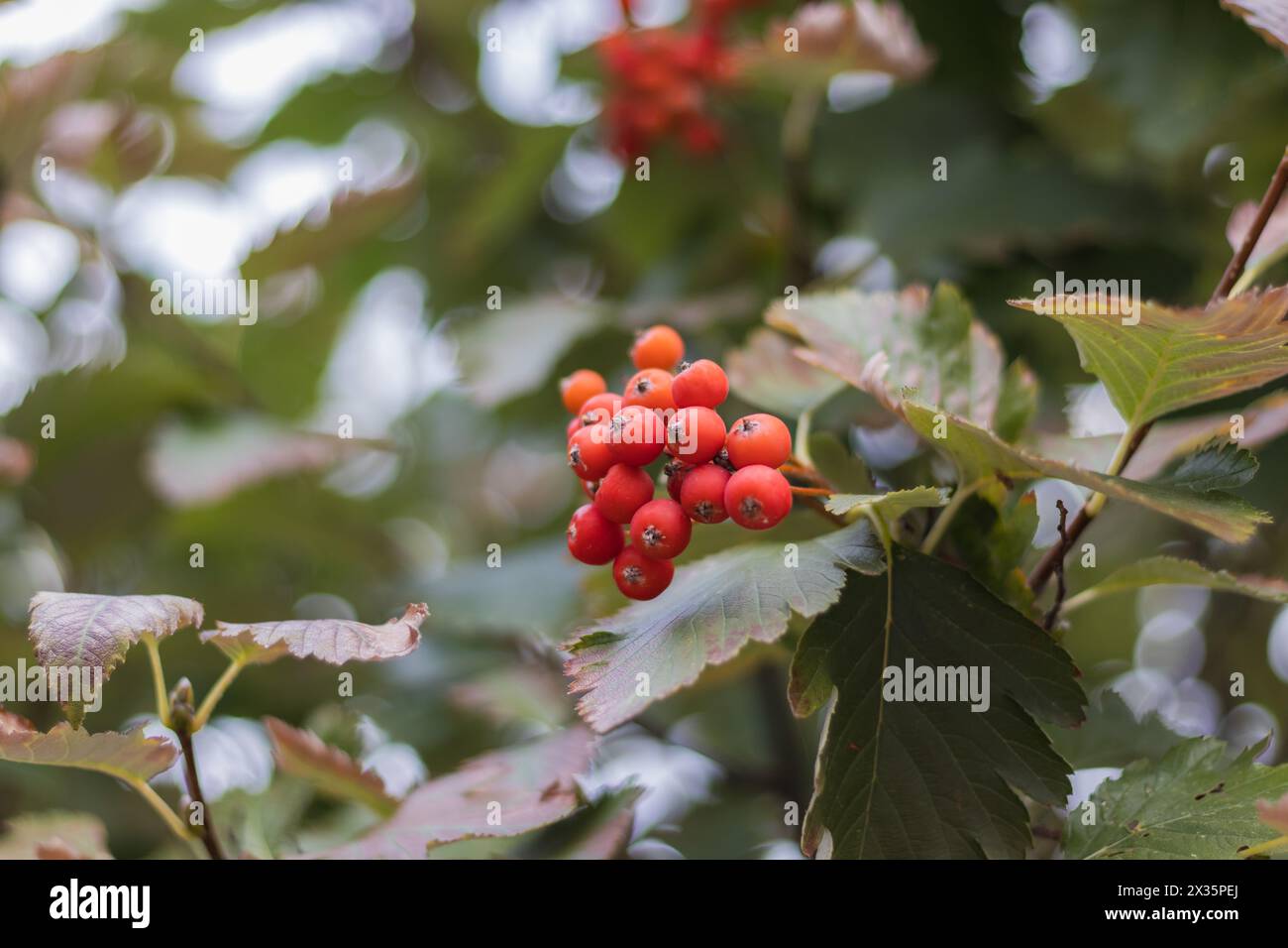 Cluster oranges tree hi-res stock photography and images - Alamy