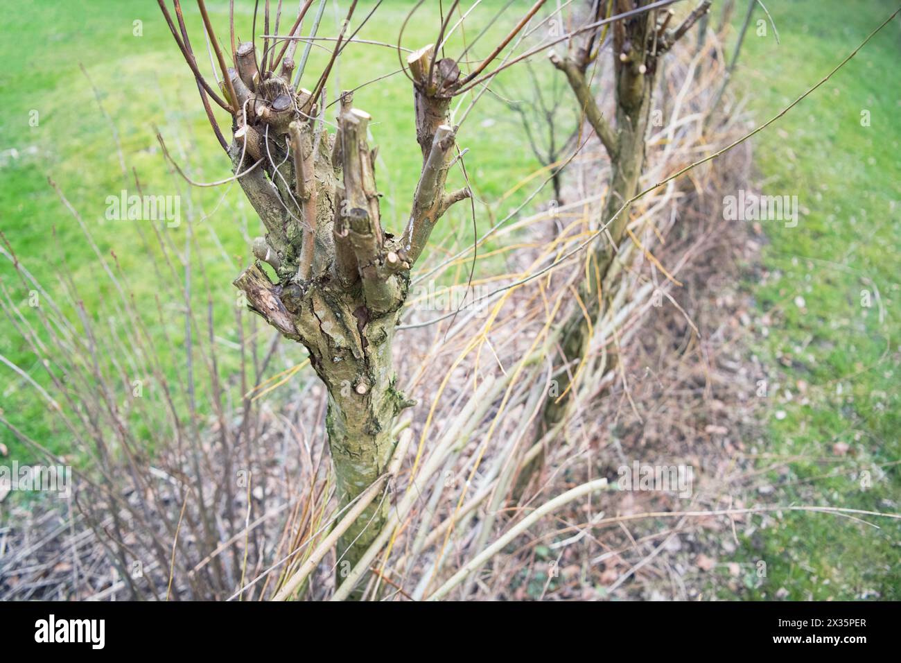 Pollarded trees and deadwood hedge in a meadow in park, practical ...