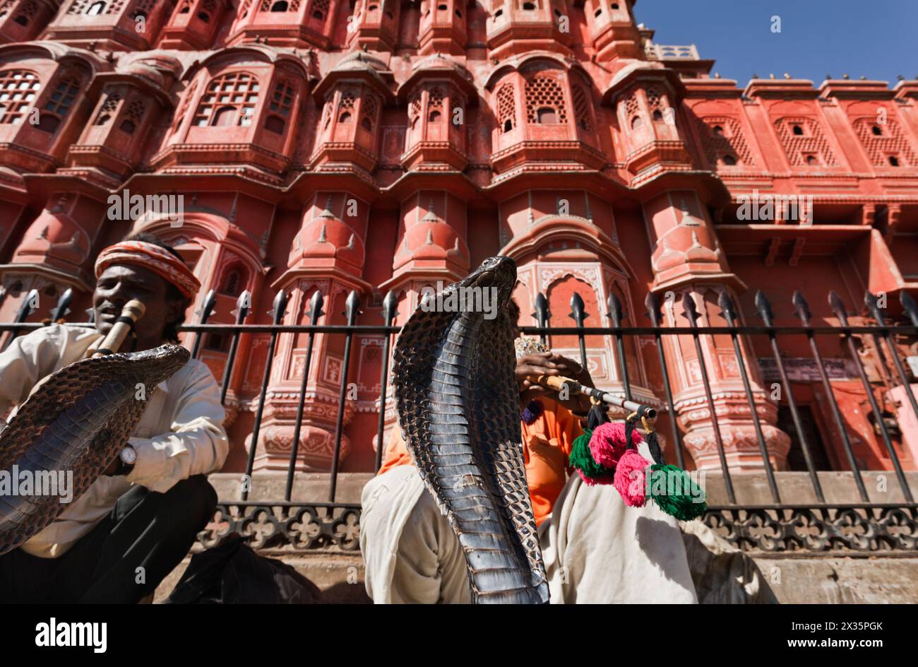 India. Rajasthan, Jaipur, snake charmers make two king cobras ...
