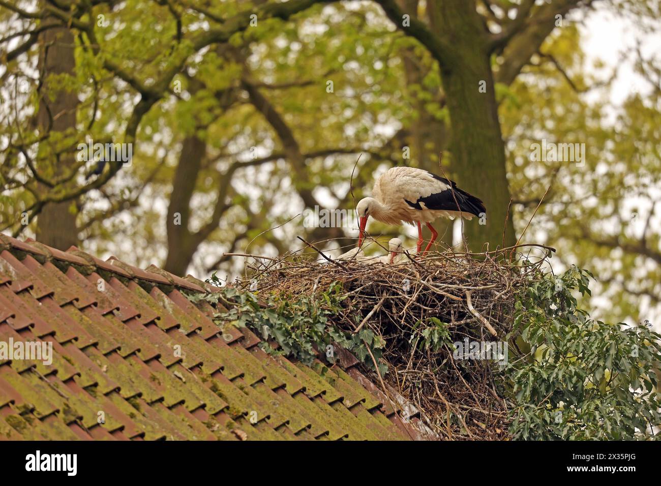 White stork (Ciconia ciconia), nest building Stock Photo - Alamy