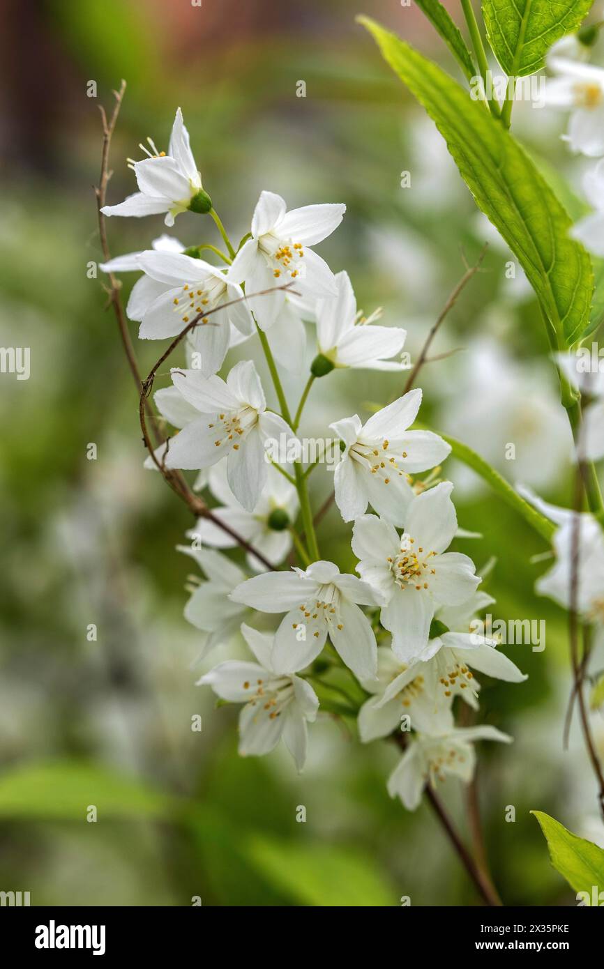 Flower, slender deutzia (Deutzia gracilis) or mayflower bush, flowering ...