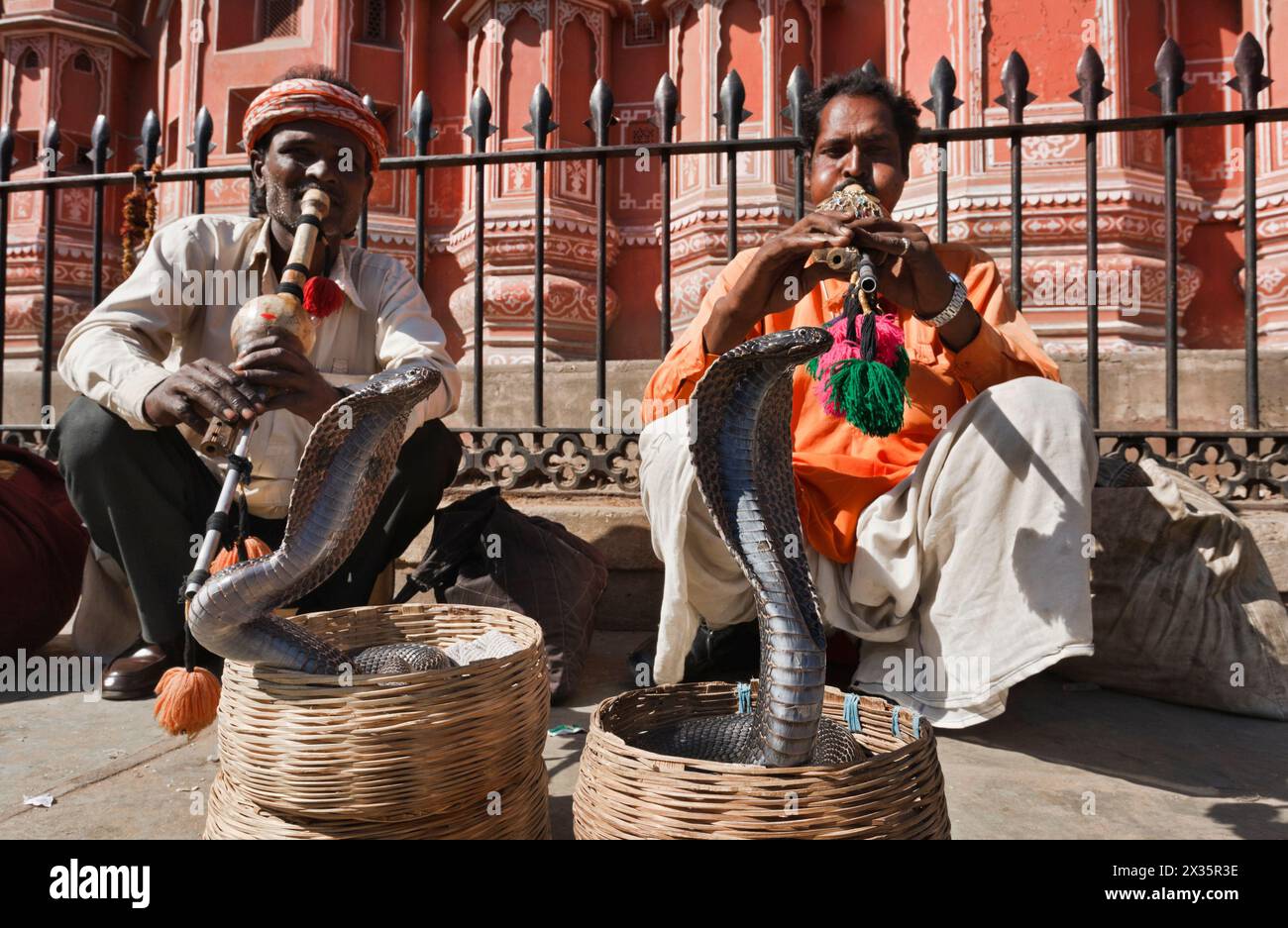 India. Rajasthan, Jaipur, snake charmers make two king cobras ...