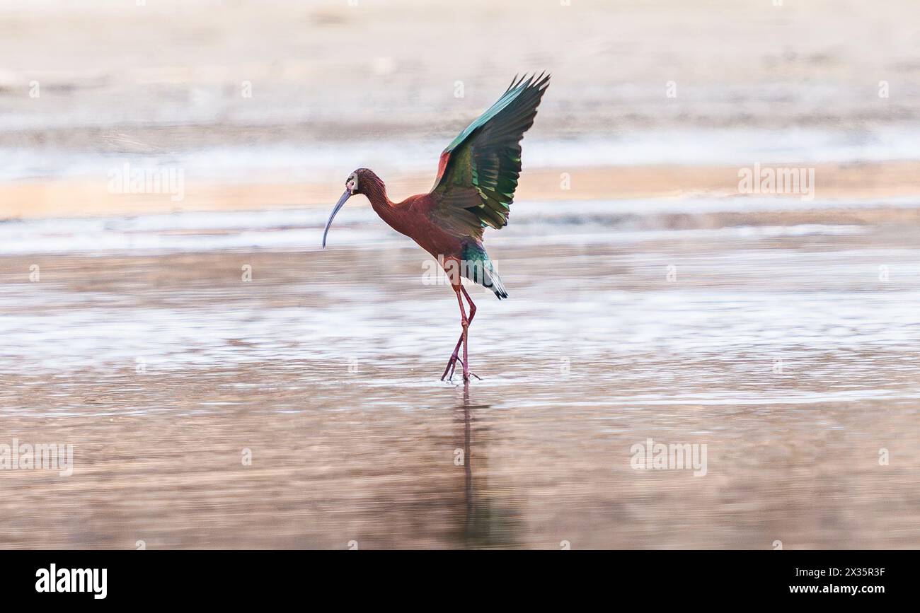 A White-faced Ibis rising out of the water with fully upstretched wings ...