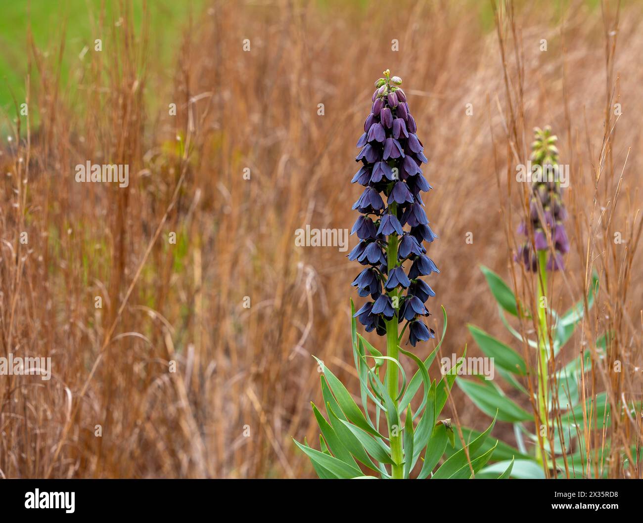 Persian Fritillaria, Fritilllaria persica, lily plant, Berlin, Germany ...