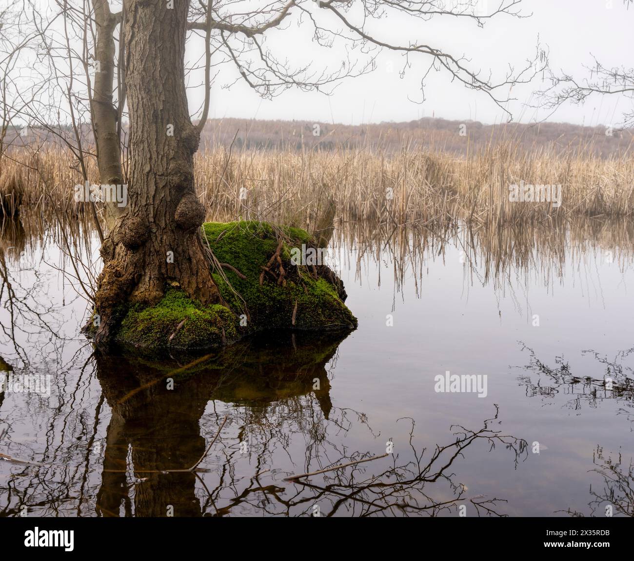 Trees in the damp ground by the Bodden, Binz, Ruegen, Mecklenburg ...