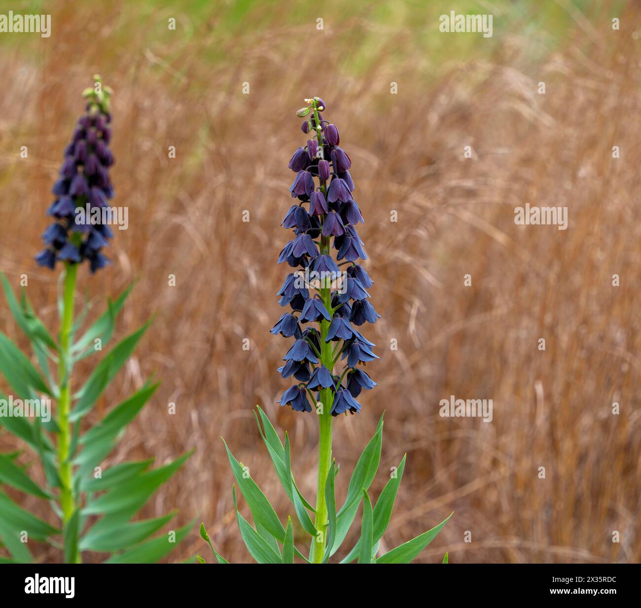 Persian Fritillaria, Fritilllaria persica, lily plant, Berlin, Germany ...