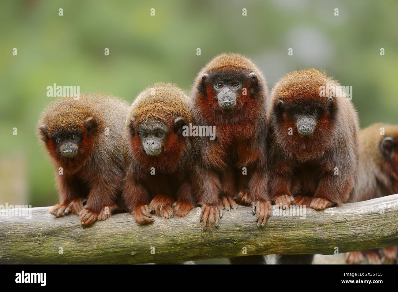 Red jumping monkey or red titi (Plecturocebus cupreus, Callicebus ...