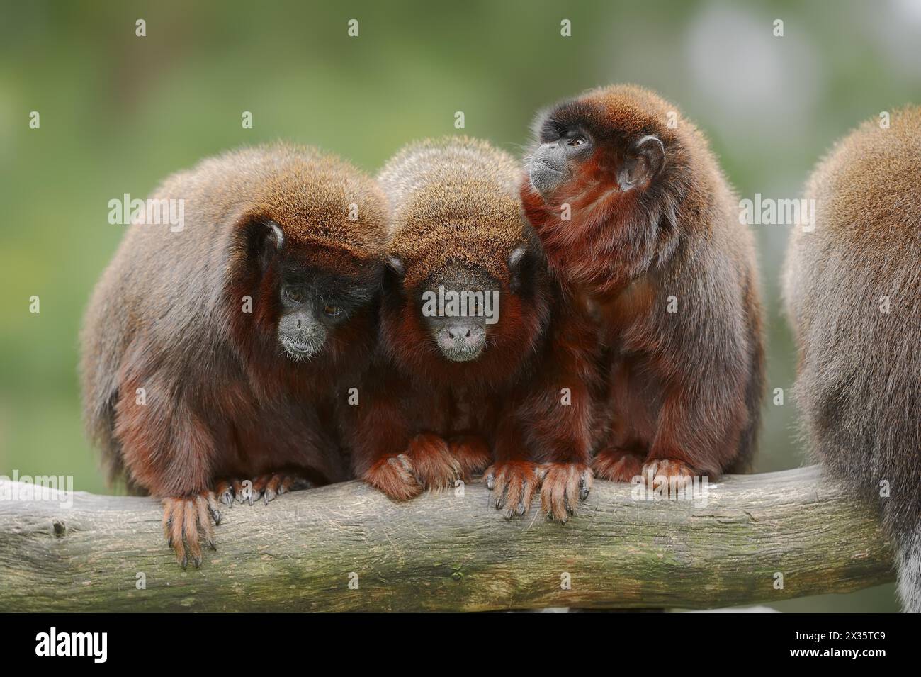 Red jumping monkey or red titi (Plecturocebus cupreus, Callicebus ...