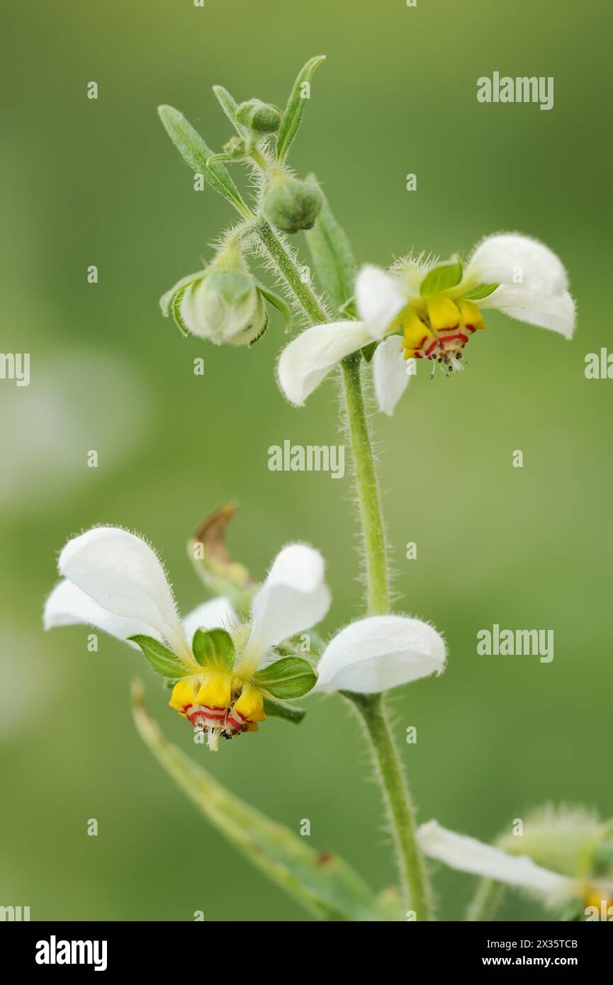 Volcánica hi-res stock photography and images - Alamy