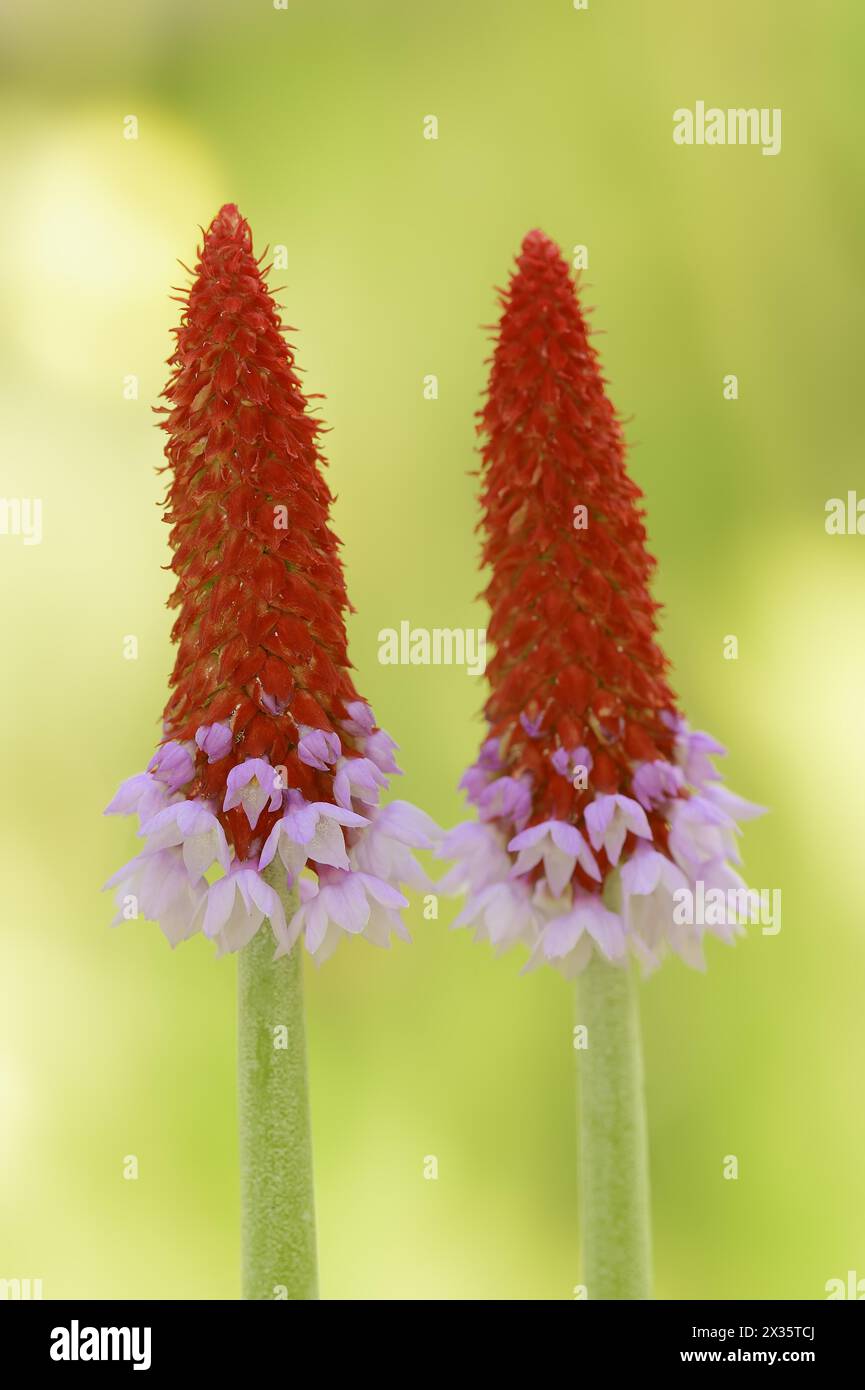 Orchid primrose or orchid primrose (Primula vialii), ornamental plant ...