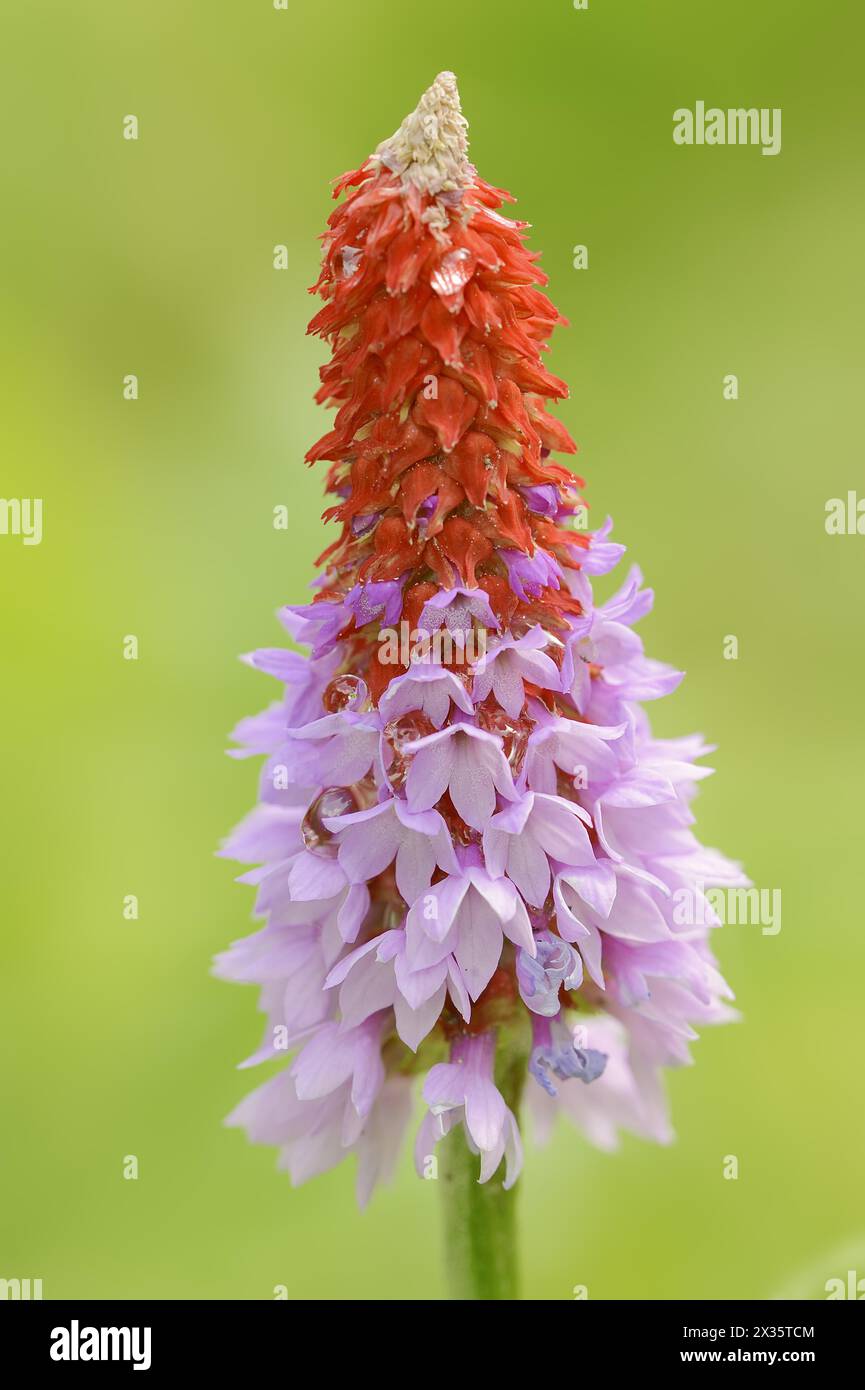 Orchid primrose or orchid primrose (Primula vialii), ornamental plant ...