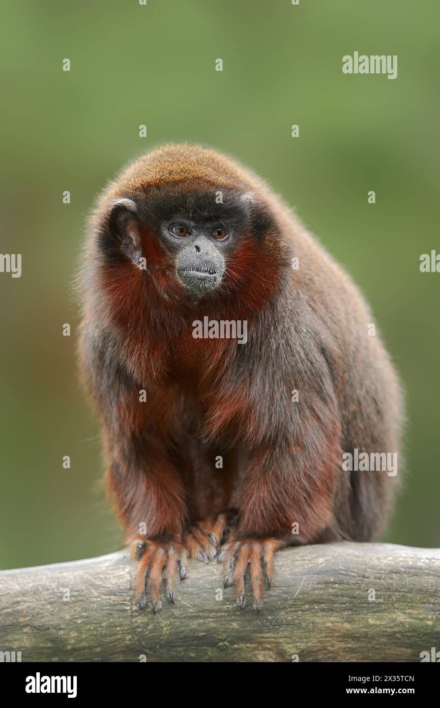Red jumping monkey or red titi (Plecturocebus cupreus, Callicebus ...