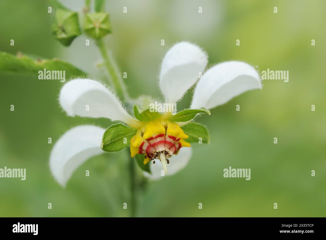 Volcánica hi-res stock photography and images - Alamy