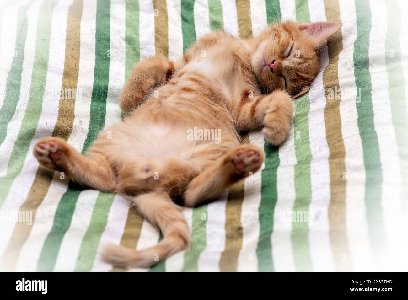 Little cute orange kitten lies on its back happily with sweet dreaming ...