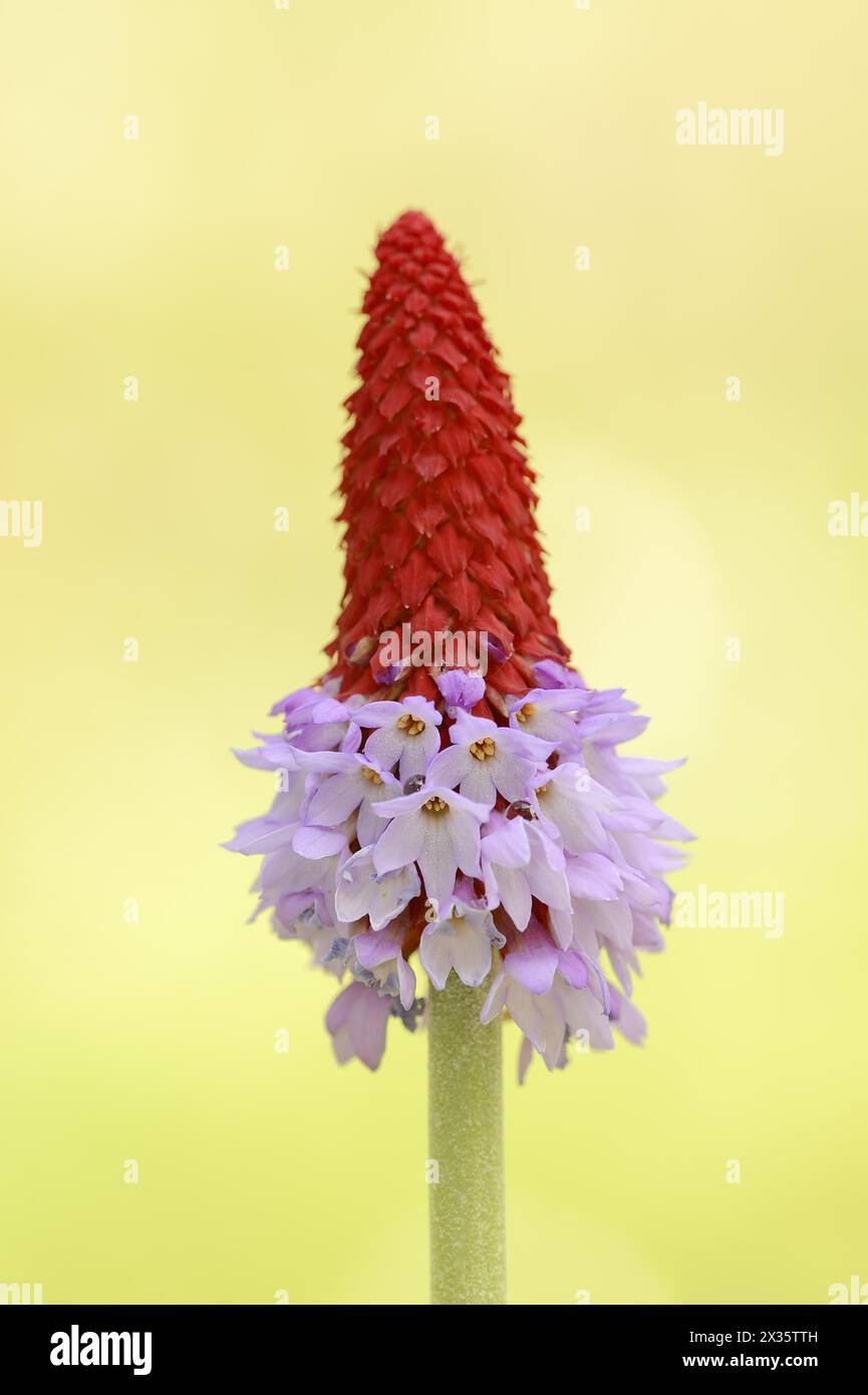 Orchid primrose or orchid primrose (Primula vialii), ornamental plant ...