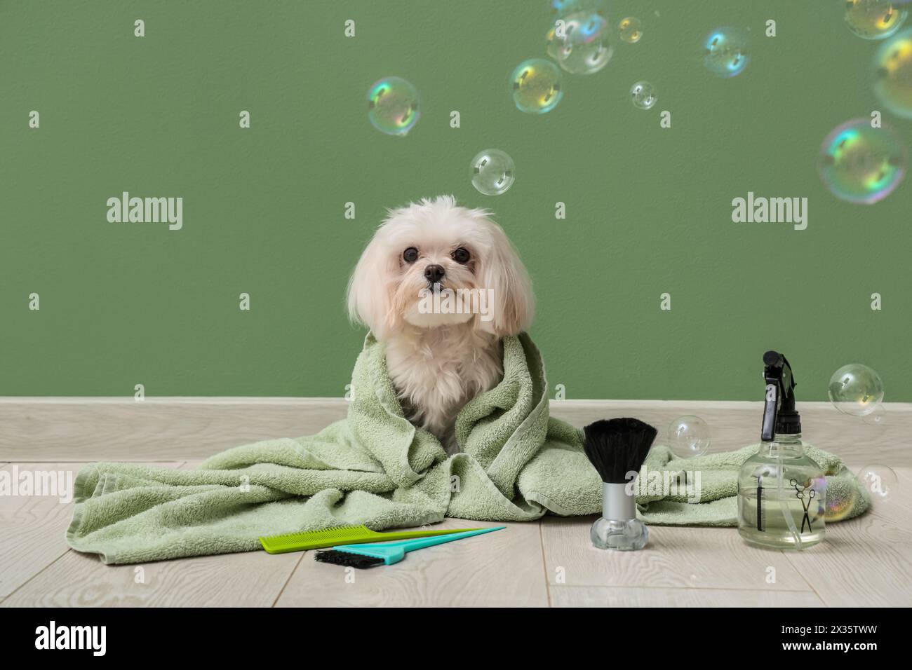 Cute Maltese dog with soap bubbles and groomer accessories near green ...