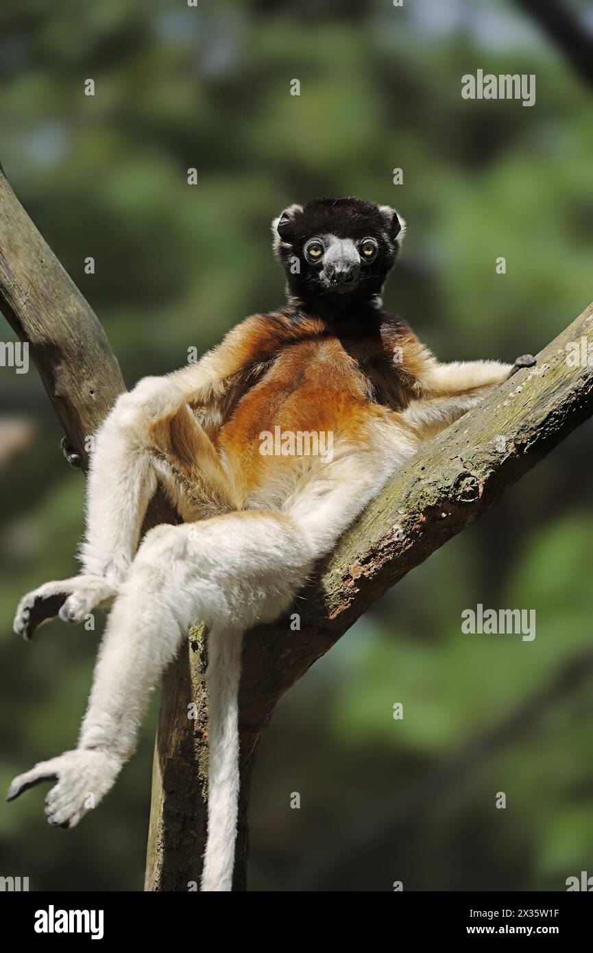 Crown sifaka (Propithecus coronatus, Propithecus verreauxi coronatus ...