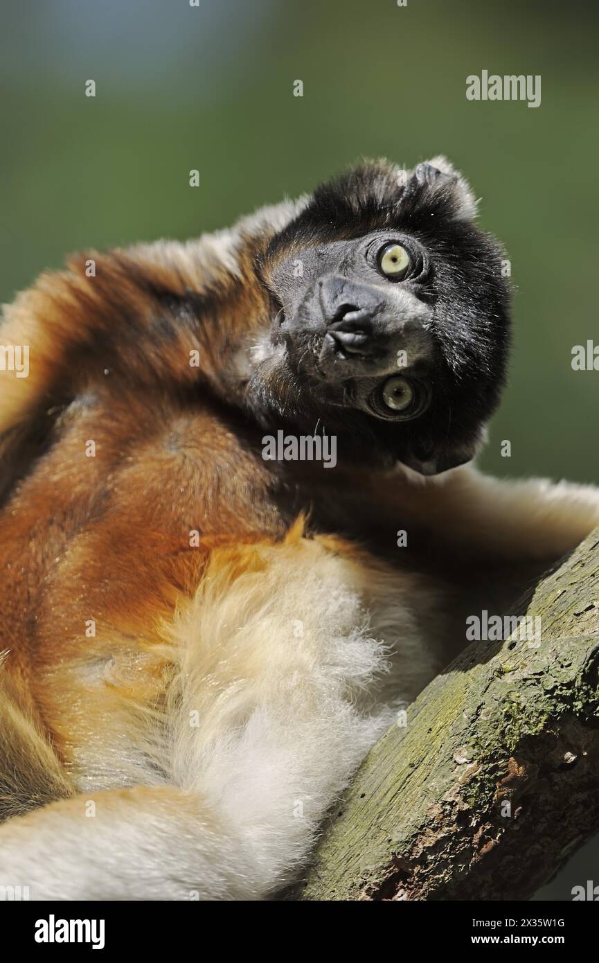 Crown sifaka (Propithecus coronatus, Propithecus verreauxi coronatus ...